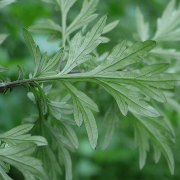 Artemisia’s Elixir: Root Yourself in Mugwort – Menstrala School